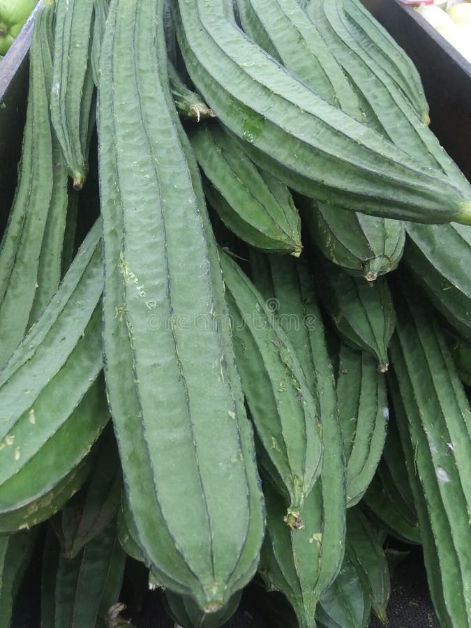 Singua stock image. Image of green, singua, fresh, vegitable - 165620617