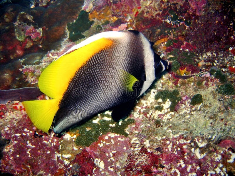 Singular Bannerfish stock image. Image of underwater, aquatic - 373697