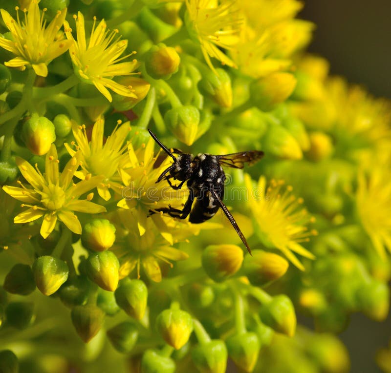 Singular Bee Thyreus Histrionicus on Aeonium Flowers Stock Image ...