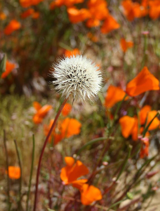 Singular Bloom stock image. Image of trek, travel, golden - 252211