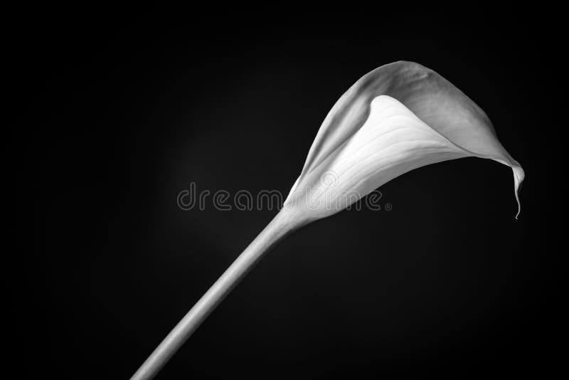 Singular Calla Lily Stock Photos - Free & Royalty-Free Stock Photos ...