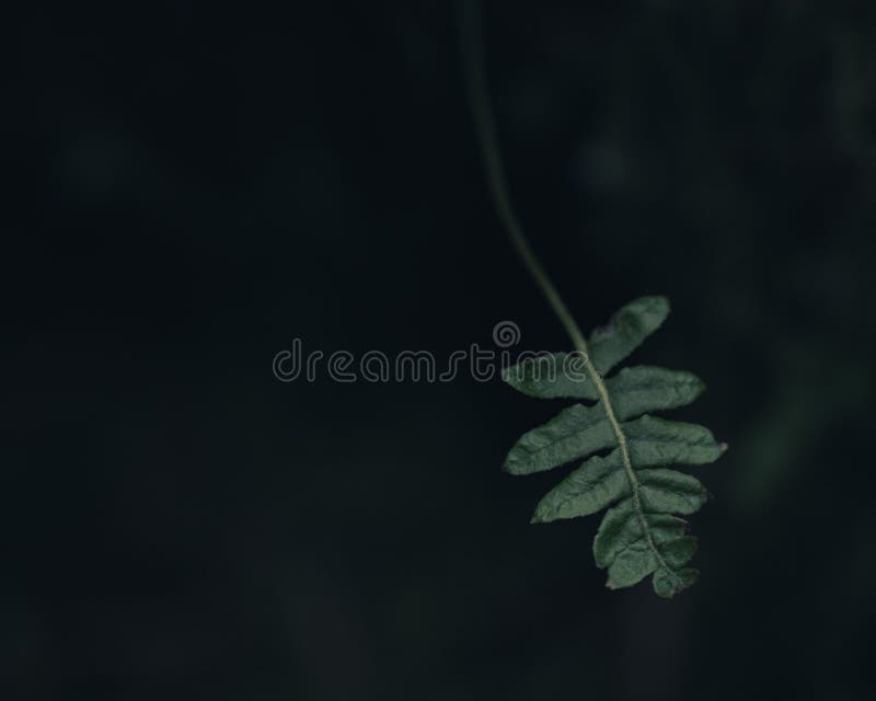 A Single Leaf on a Dark Background with an Eerie Atmosphere Stock Photo ...