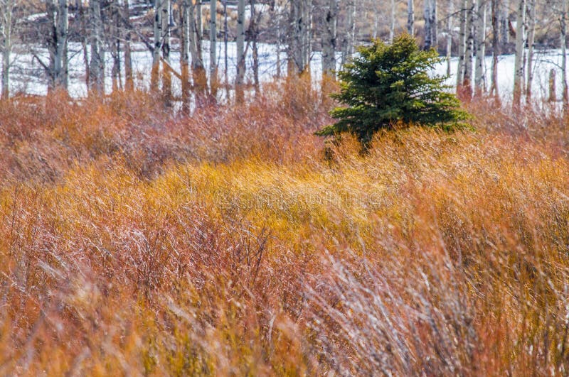 Singular Evergreen stock photo. Image of snow, singular - 40291784