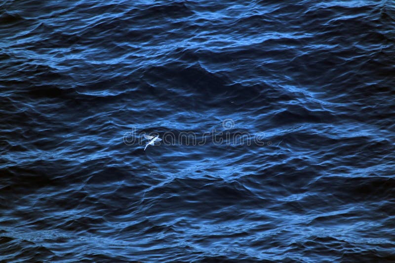 Singular Flying Fish stock photo. Image of travel, flying - 116813748