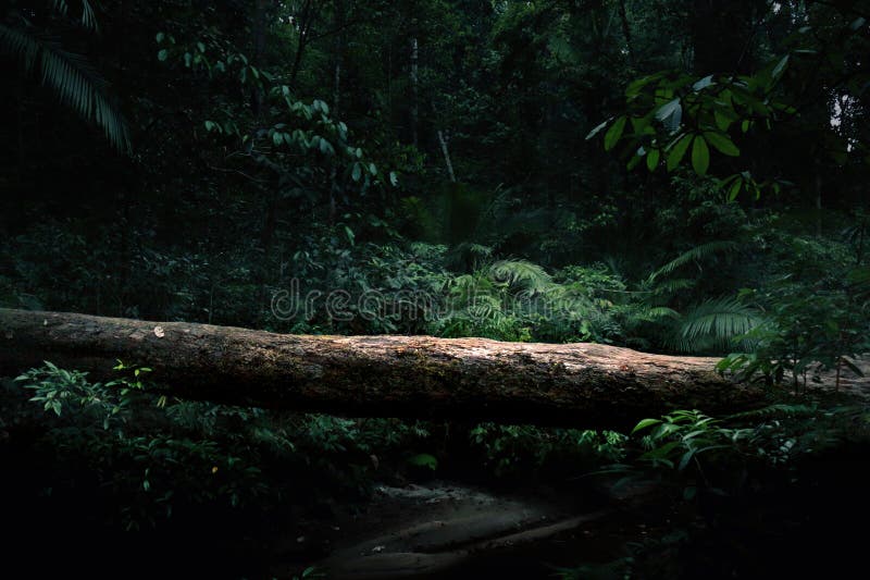 A Singular, Isolated Tree Extended Its Branches To Form a Bridge-like ...