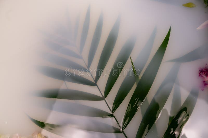 A Singular Palm Leaf is Gently Floating in a Bowl Filled with Water ...