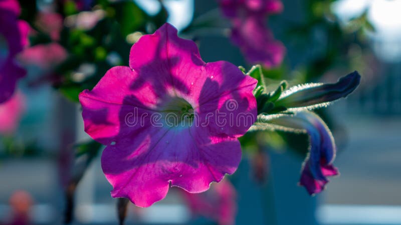 Singular Bloom stock image. Image of travel, white, golden - 252211