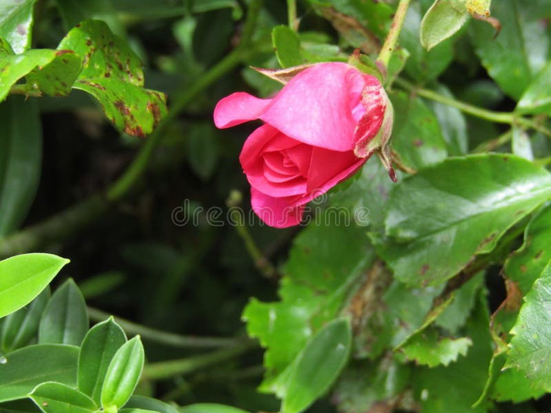 Singular red/pink rose stock photo. Image of singular - 167767726