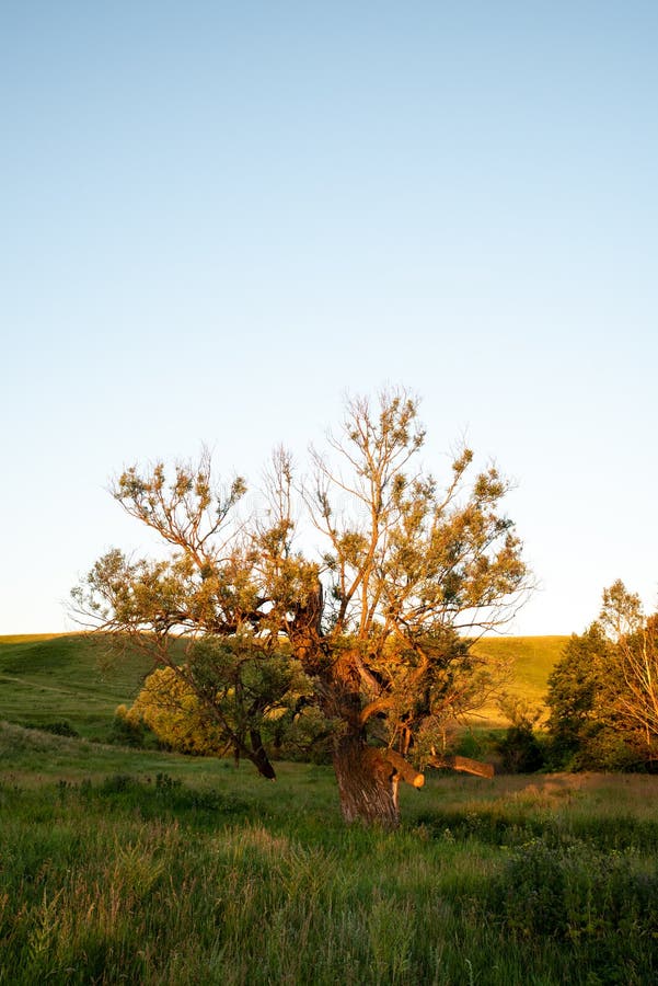 A Singular Tree Standing Alone. Sunset Sunlight Stock Image - Image of ...