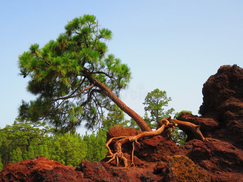 Volcanic tree. stock photo. Image of national, rocks - 111854030