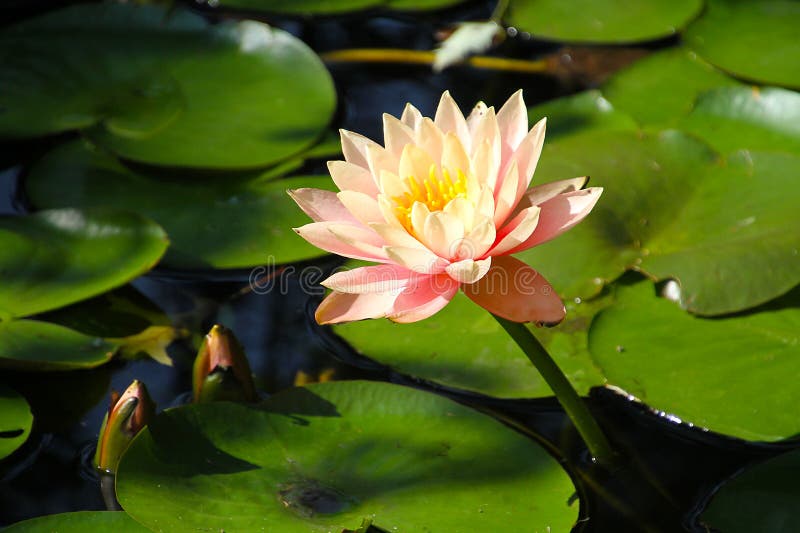 Singular Water Lily Blossom - Nymphaeaceae Stock Photo - Image of clade ...