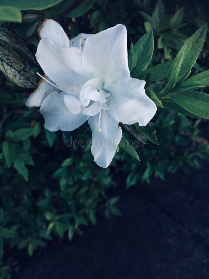 Singular Flower Standing Alone Stock Photo - Image of spain, shot ...