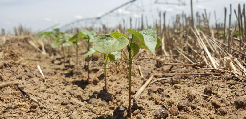 Singulated Cotton in June stock image. Image of crop - 223186037