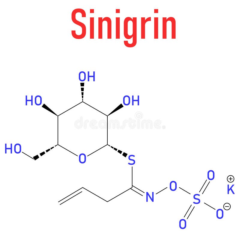 Sinigrin Glucosinolate Molecule. Skeletal Formula. Chemical Structure ...