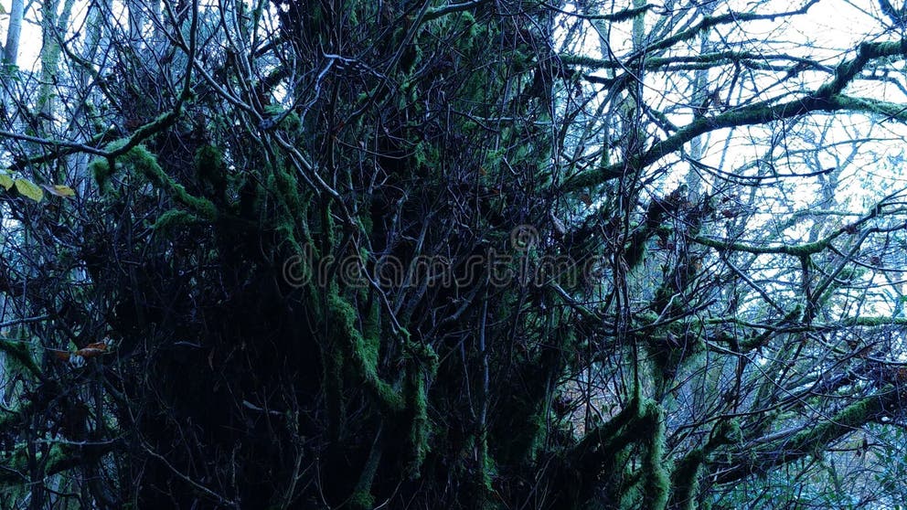 Sinister decay stock photo. Image of evil, tree, sinister - 104889044
