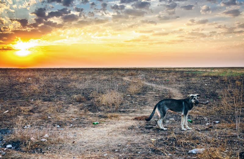 Sinister Landscape Field after the Fire Apocalypse Stock Image - Image ...
