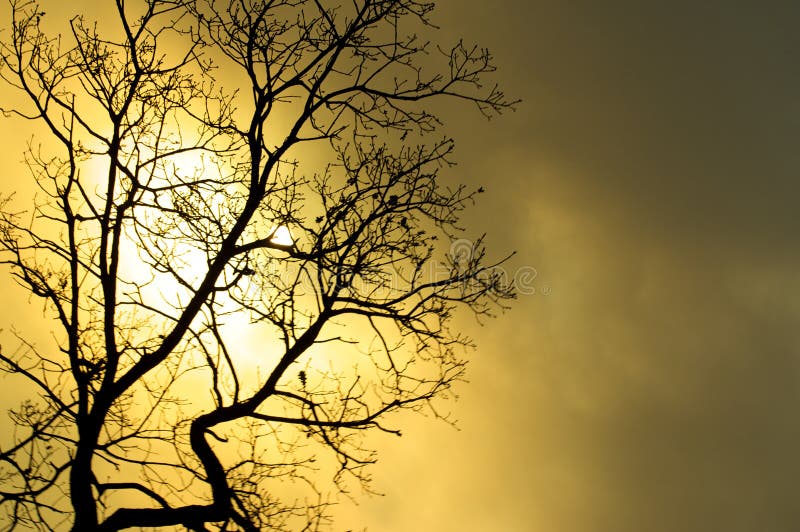 Sinister tree stock image. Image of wood, outdoor, abstract - 4690603