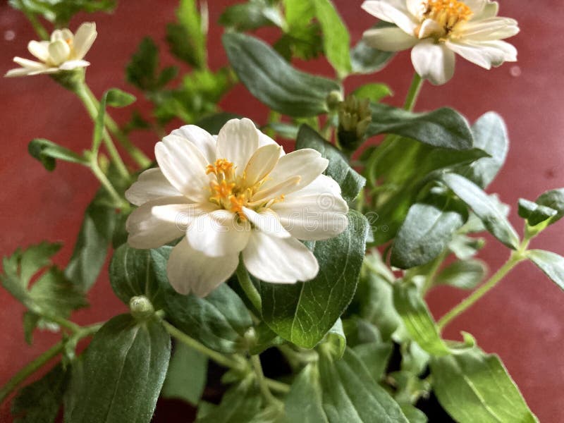 Siniyas Stock Photos - Free & Royalty-Free Stock Photos from Dreamstime