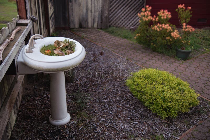 Sink Used in Garden As a Planter Stock Image - Image of rustic, home ...