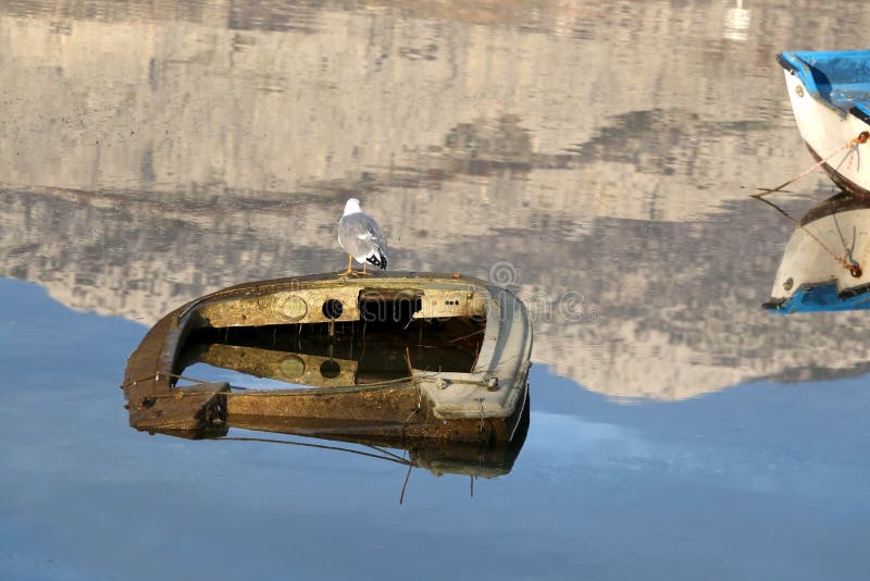 Sinking Boat stock photo. Image of port, animal, reflection - 135888752