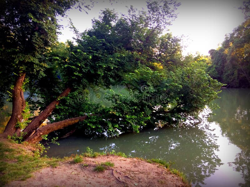 The Drowning Tree stock photo. Image of snow, melts, water - 51470846