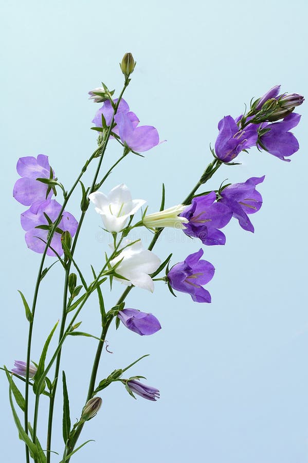Sinos Da Flor No Prado Iluminado Pela Luz Solar Foto de Stock - Imagem ...
