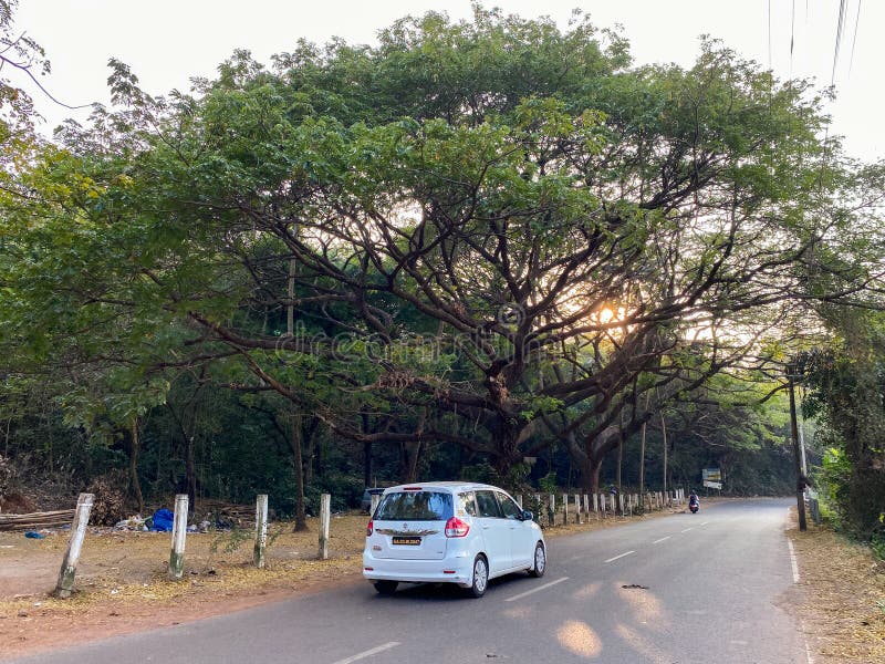 A Car Driving Down a Tree Lined Road at Sunset in Rural Goa Editorial ...