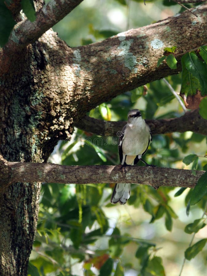 Sinsonte del canto imagen de archivo. Imagen de cubo - 87287439