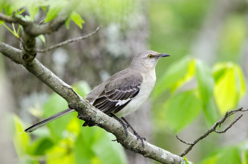 Sinsonte Septentrional, Monroe Georgia Los E.E.U.U. Foto de archivo ...