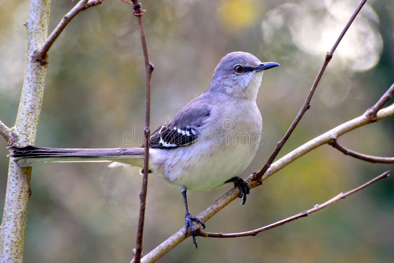 Sinsonte Septentrional (polyglottos Del Mimus) Imagen de archivo ...