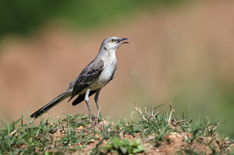 Sinsonte del canto imagen de archivo. Imagen de outdoors - 87287439