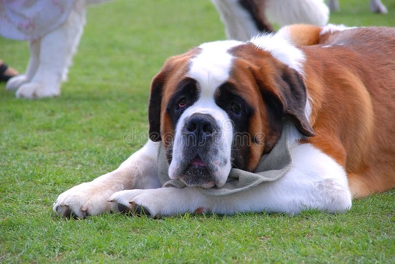 Sint-Bernardus stock foto. Image of leuk, rasecht, bruin - 24670658