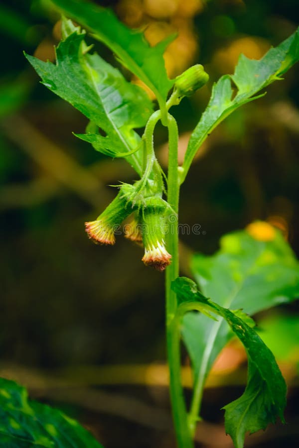 Sintrong Plant or Dandelion Flower that Has Not yet Bloomed Stock Photo ...