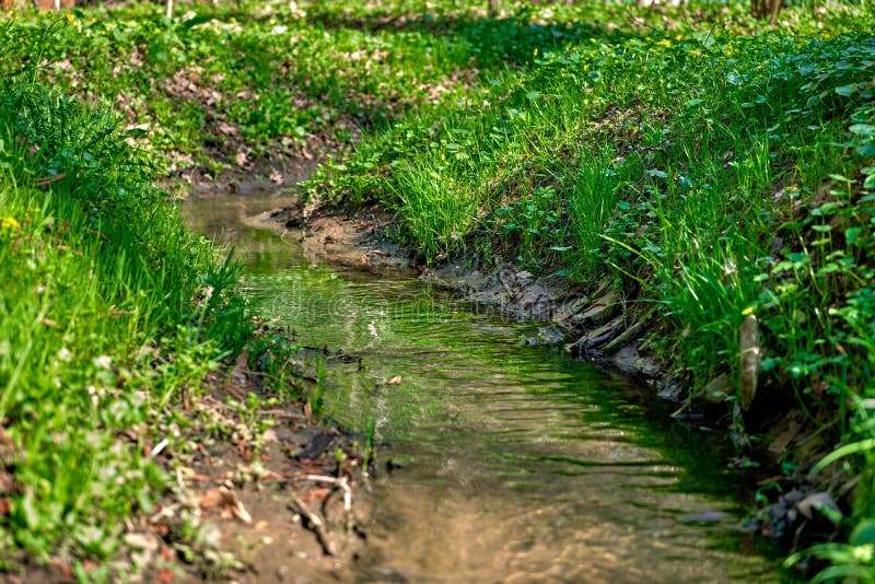 Sinuous Creek in the Spring Forest in the Afternoon Stock Photo - Image ...