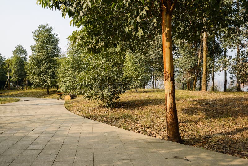 Sinuous Shady Path on Sunny Spring Day Stock Photo - Image of tree ...