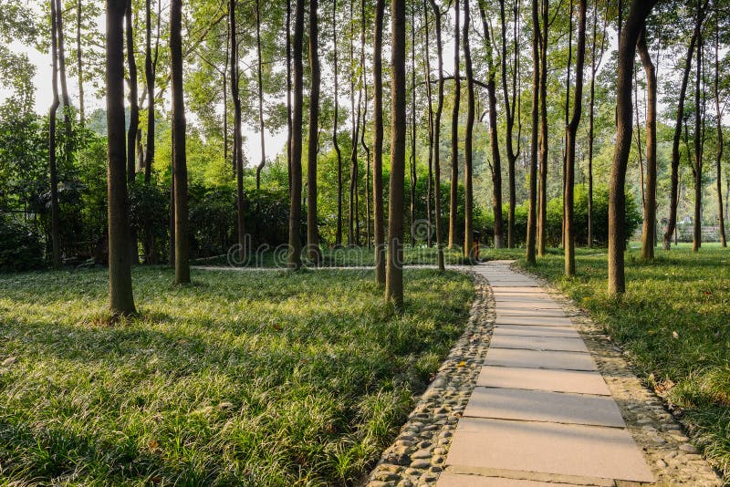 Sinuous Shady Path through Woods in Warm Afternoon Sunlight Stock Photo ...