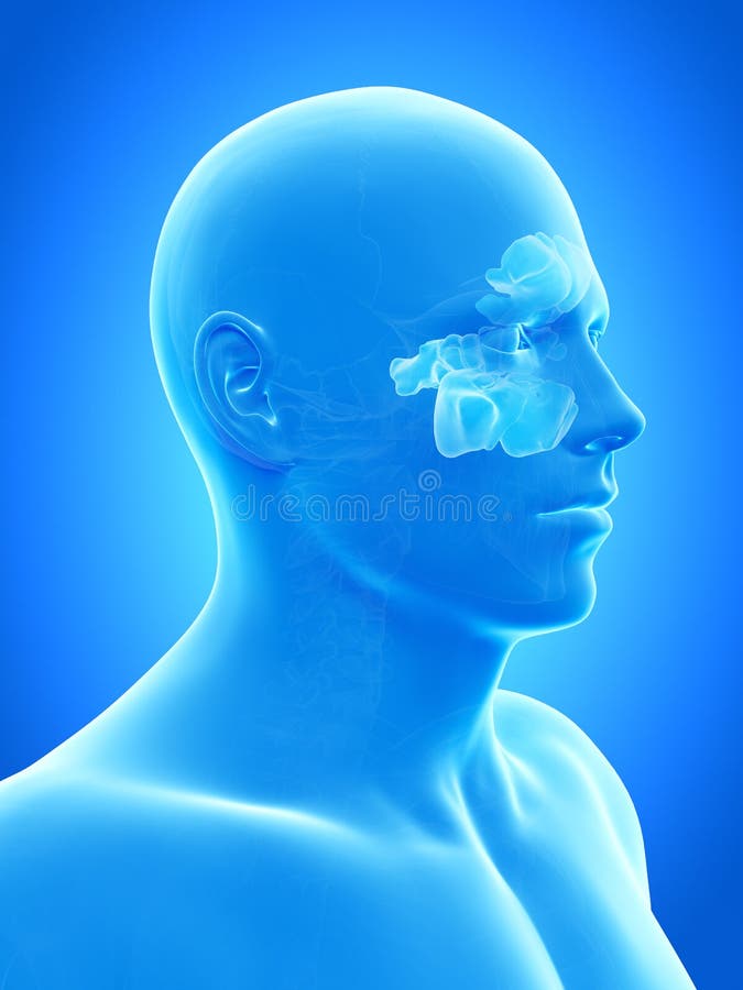 Sinuses Anatomy Stock Illustrations – 515 Sinuses Anatomy Stock ...