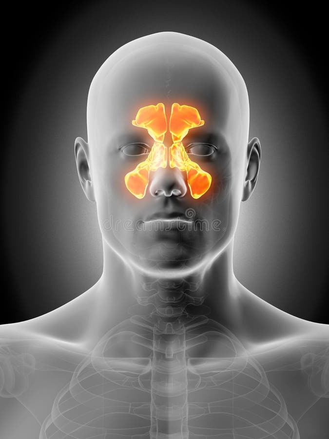 The sinuses stock illustration. Illustration of orange - 39791879