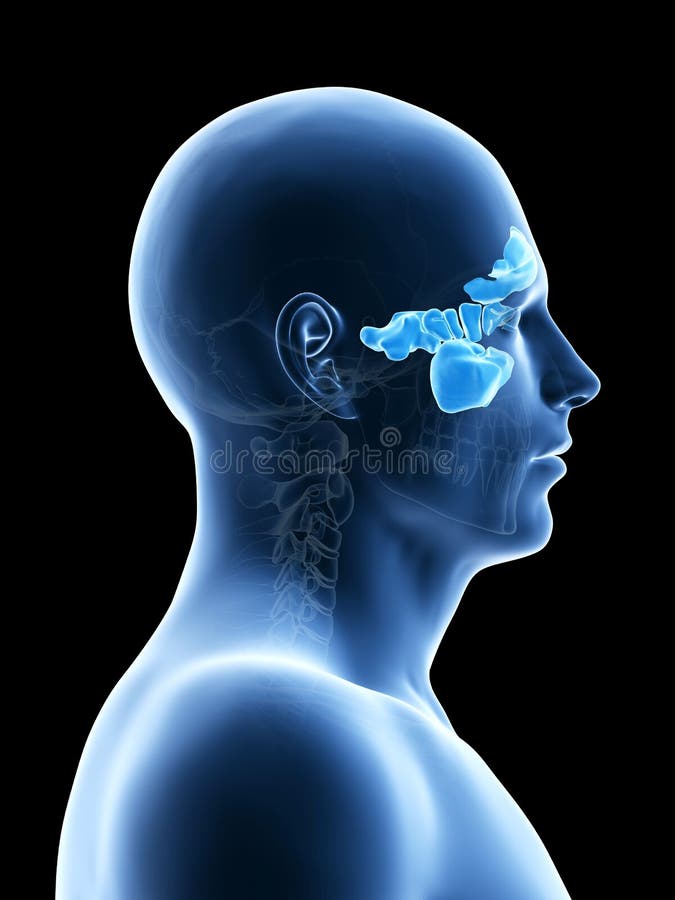 Sinus Cavity on a Human Head Stock Illustration - Illustration of ...