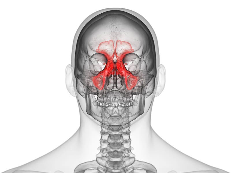 The sinuses stock illustration. Illustration of sinus - 155224934
