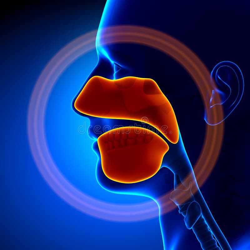 Flu - Full Nose - Human Sinuses Anatomy Stock Illustration ...