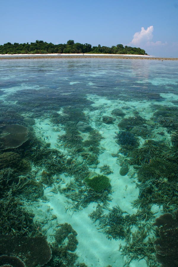 Sipadan Island Coral Reef Beneath Surface Borneo Stock Image - Image of ...