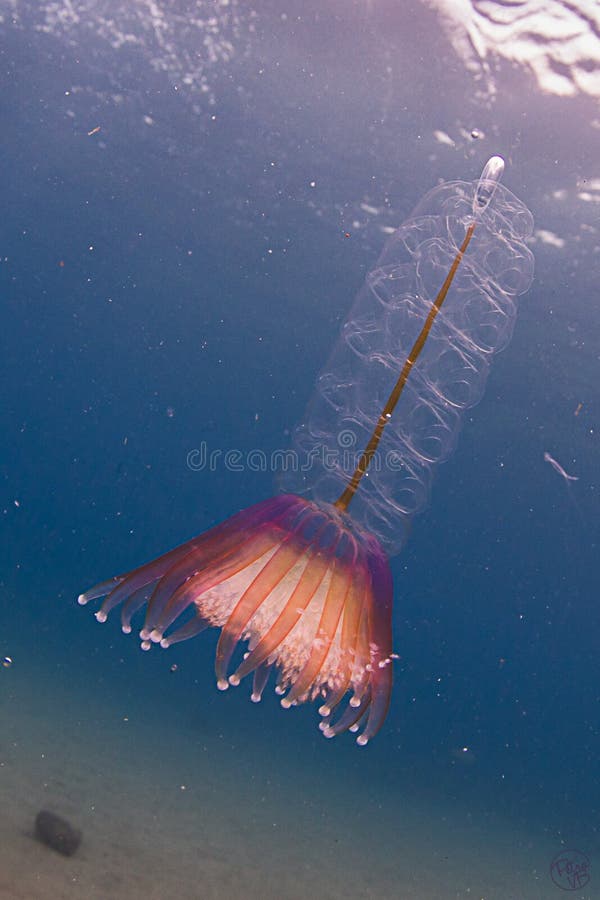 Siphonophore stock photo. Image of siphonophore, marine - 55806850