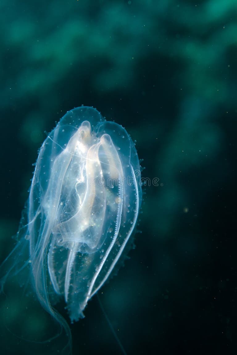 101 Siphonophore Stock Photos - Free & Royalty-Free Stock Photos from ...