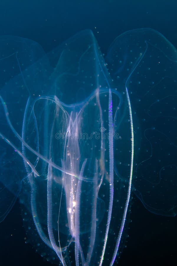 Siphonophore in the Red Sea. Stock Image - Image of fish, aquatic: 23486687
