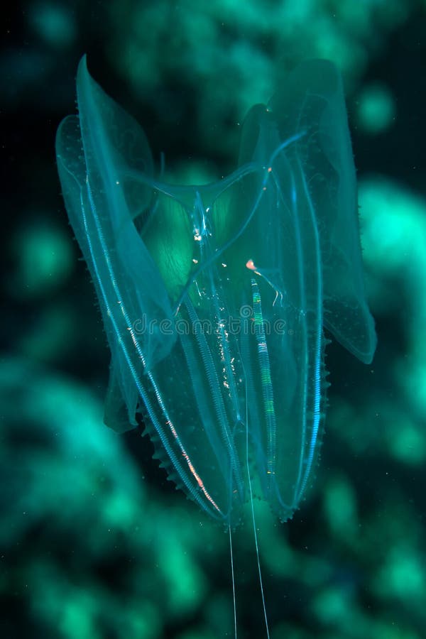 Siphonophore in the Red Sea. Stock Image - Image of fish, aquatic: 23486687