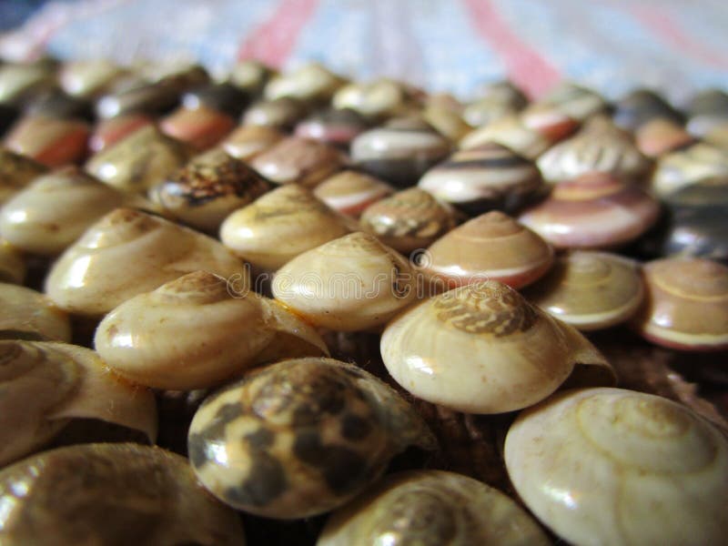 Sippi, Shell, Conch, Sangu, Chippiee, Ocean Shell Stock Image - Image ...