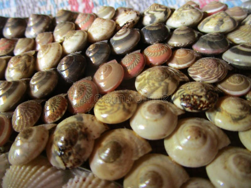 Sippi, Shell, Conch, Sangu, Chippiee, Ocean Shell Stock Image - Image ...