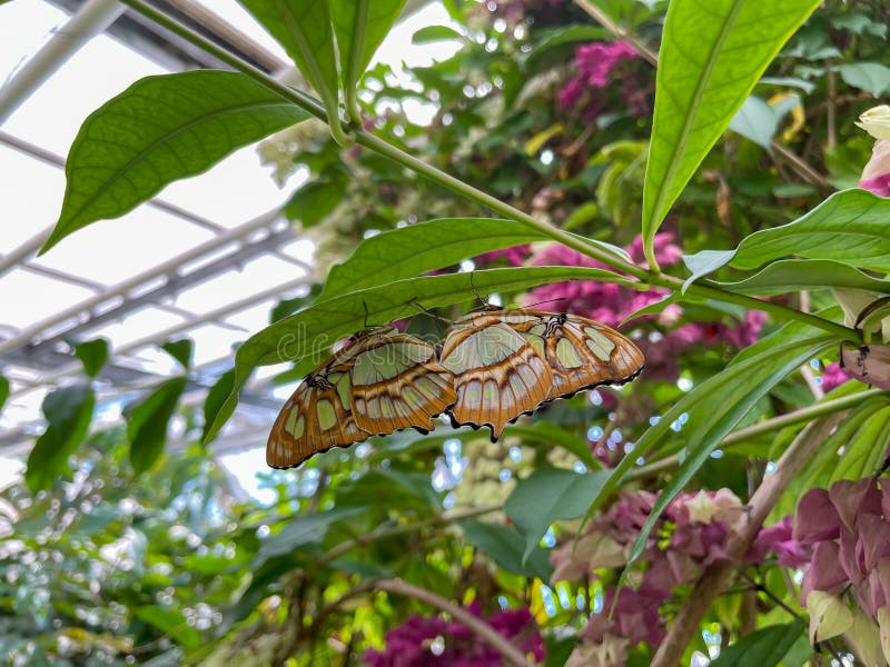 Siproeta Stelenes Butterfly on a Plant Stock Image - Image of love ...