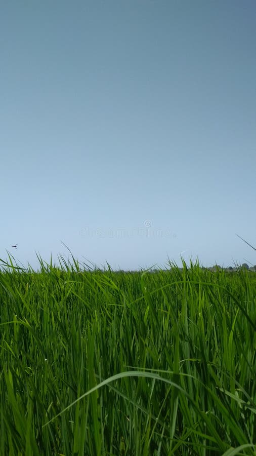 Sirdarya environment stock image. Image of environment - 123788047